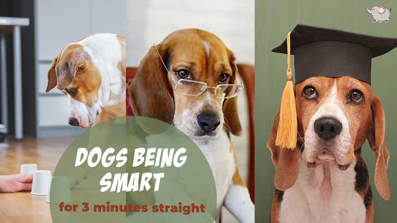 SMART AND FUNNY DOGS DOING SMART THINGS | COMPILATION VIDEO | WE DON'T ...