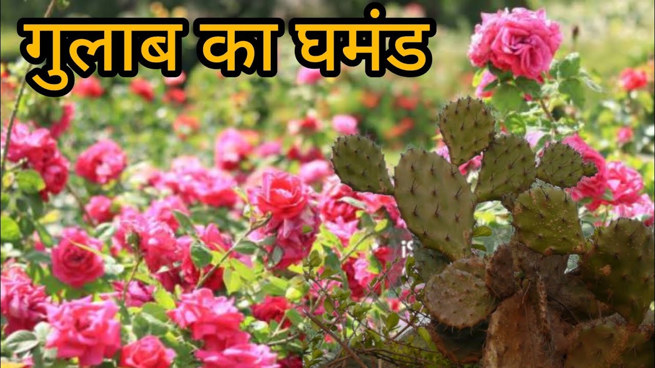 गुलाब का घमंड शिक्षाप्रद कहानी हिंदी में gulab ka ghamand story in ...
