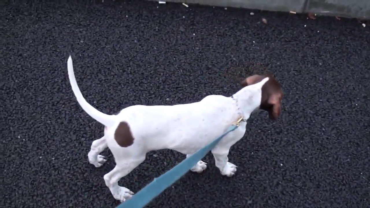 ELHEW POINTER - YouTube