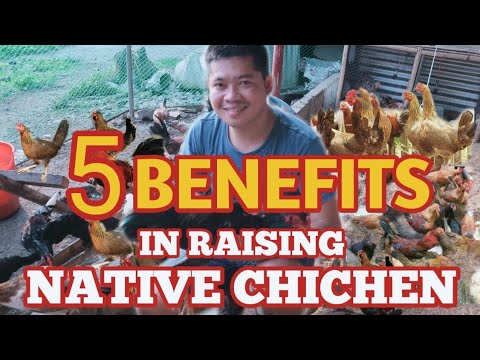 NATIVE CHICKEN FARMING | 5 BENEFITS IN RAISING NATIVE CHICKEN | PINOY ...