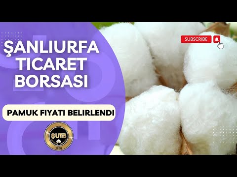 Şanlıurfa ticaret borsası pamuk fiyatını paylaştı. Pamuk fiyatı ne kadar? Preseli pamuk fiyatı.