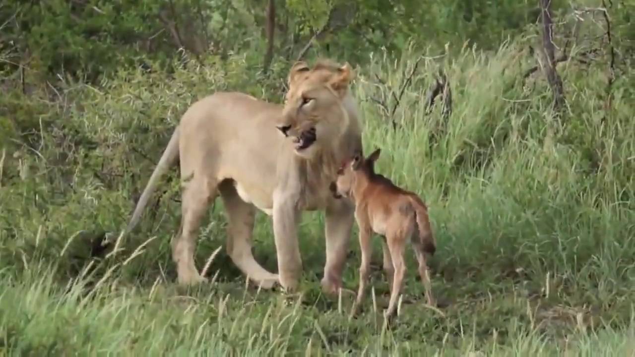 Heart touching scene of lion hunting for a lamb and then ...... - YouTube