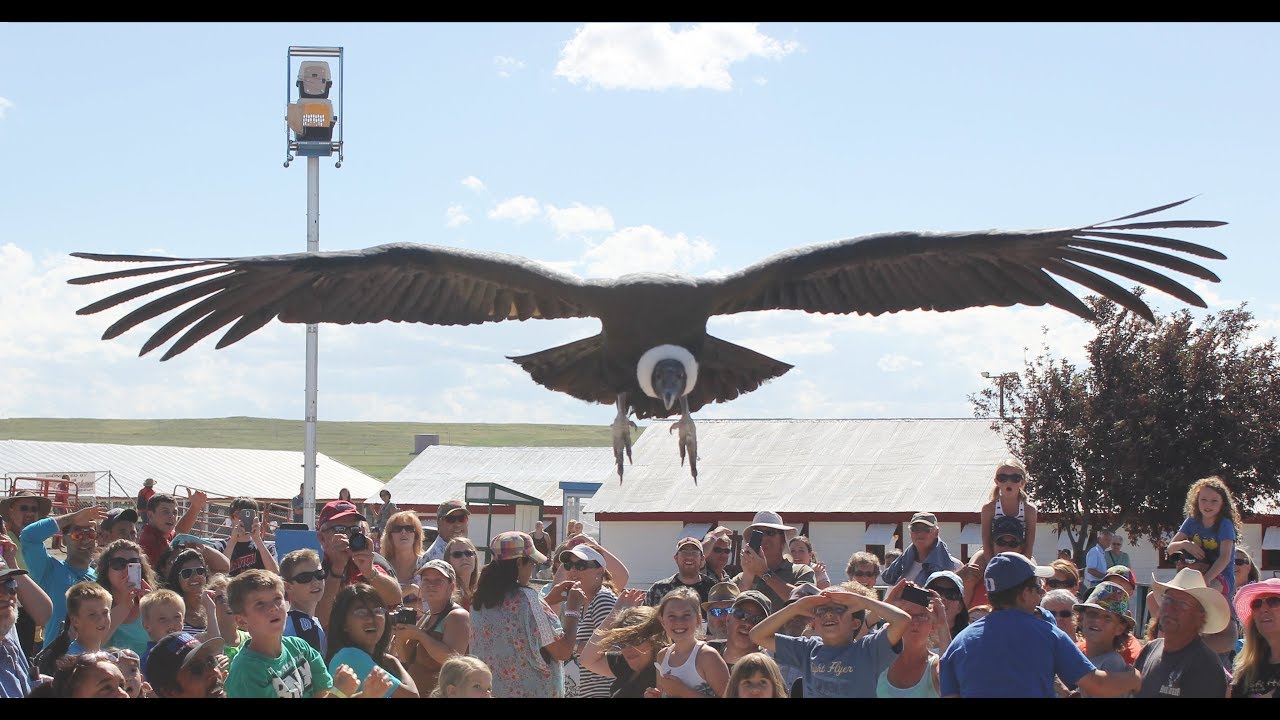 The Birdman® World Class Bird Show - Touring show clips - YouTube