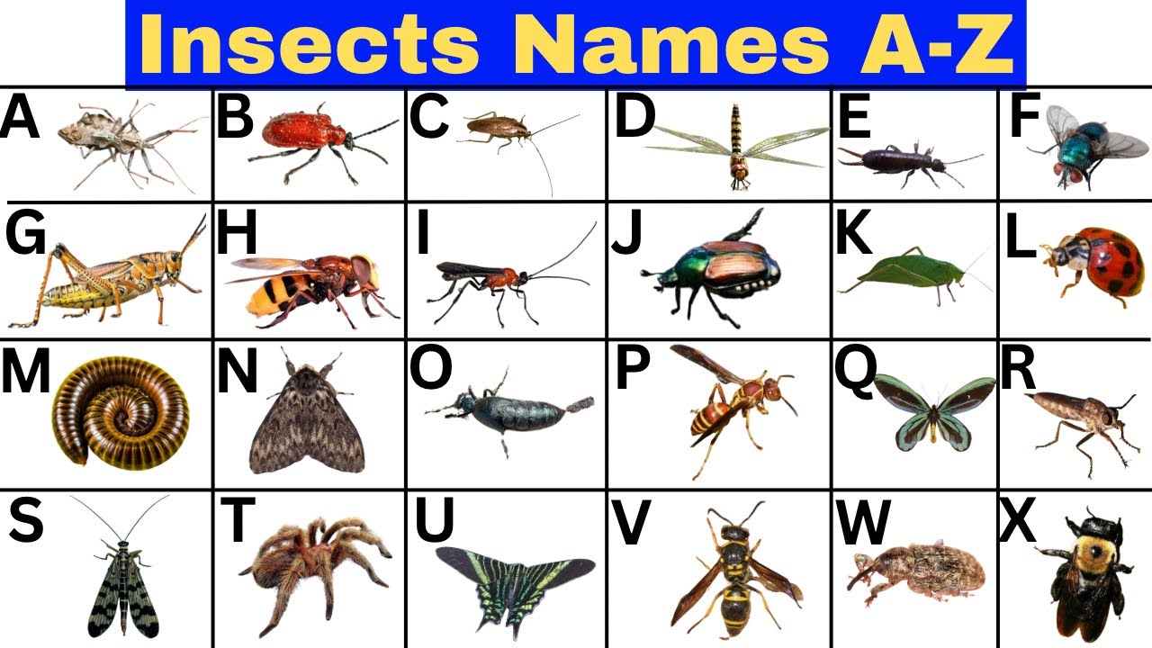 Insects A to Z | Bugs A to Z Read Aloud | Bugs A to Z book | Alphabet ...