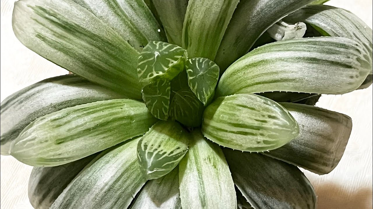 Potting Up Some New Arrivals And Making A Moss Wrap - YouTube