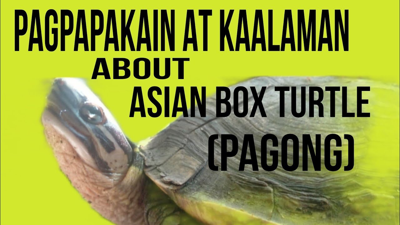 Pagpapakain at Kaalaman about Asian box turtle(pagong) - YouTube