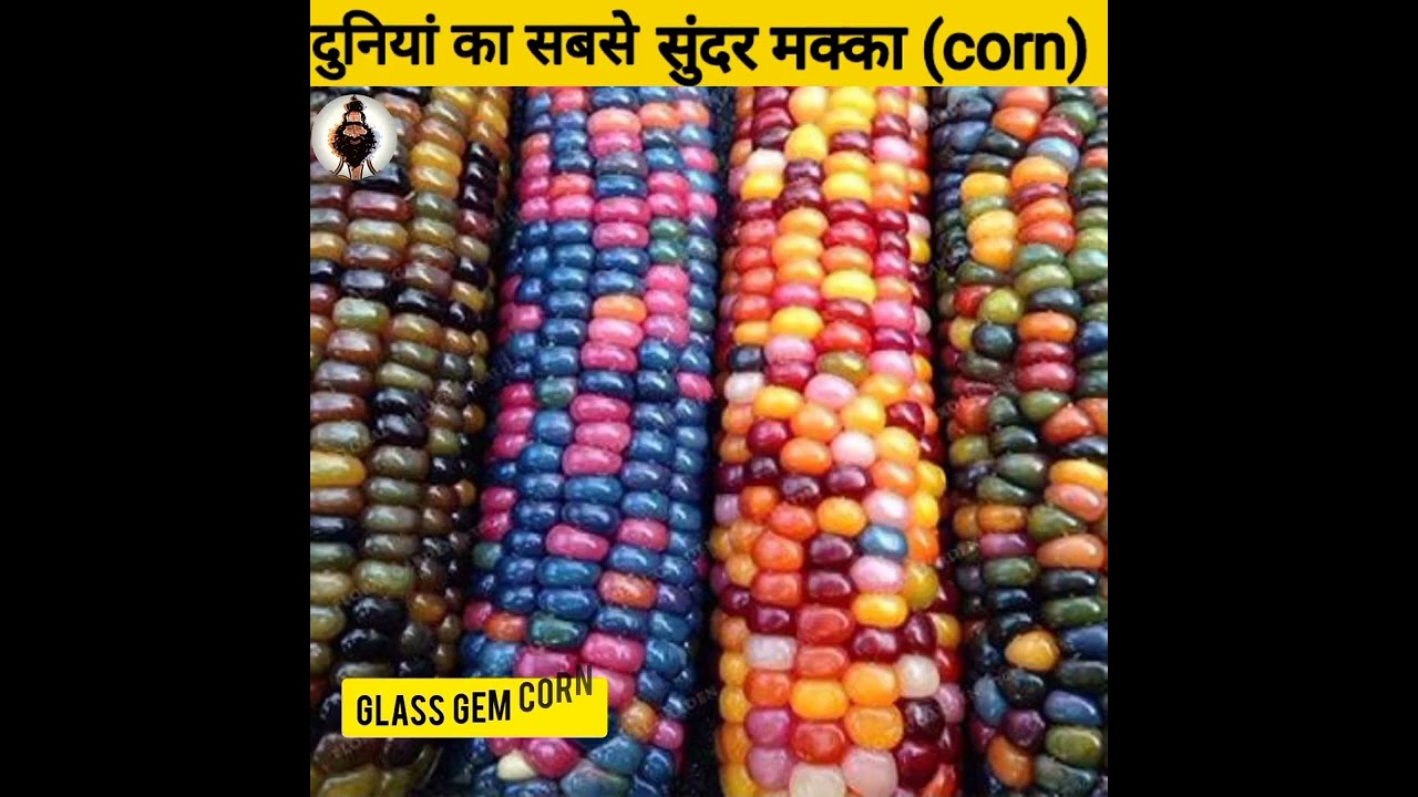 World's most beautiful corn || Dhooni Baba || - YouTube