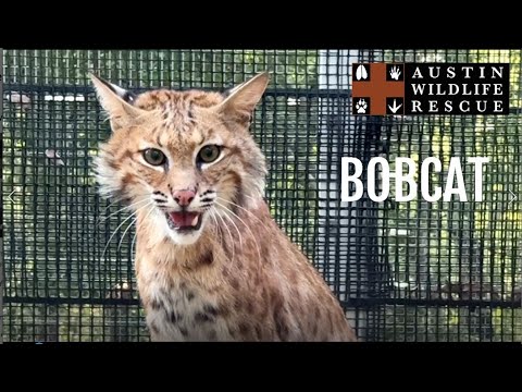 Case Study: Bobcat - YouTube