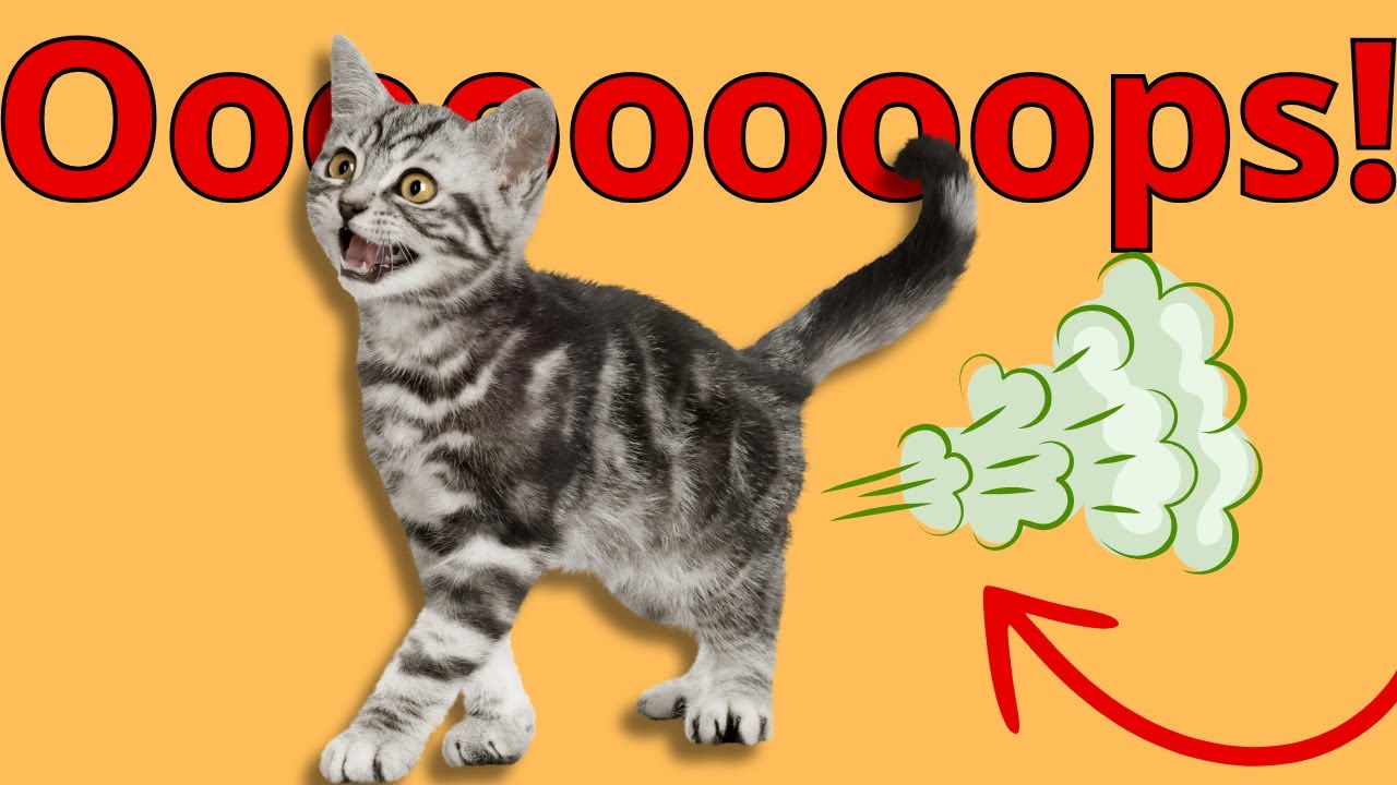 Do Cats Fart? The Hilarious Truth About Your Furry Friend! - YouTube