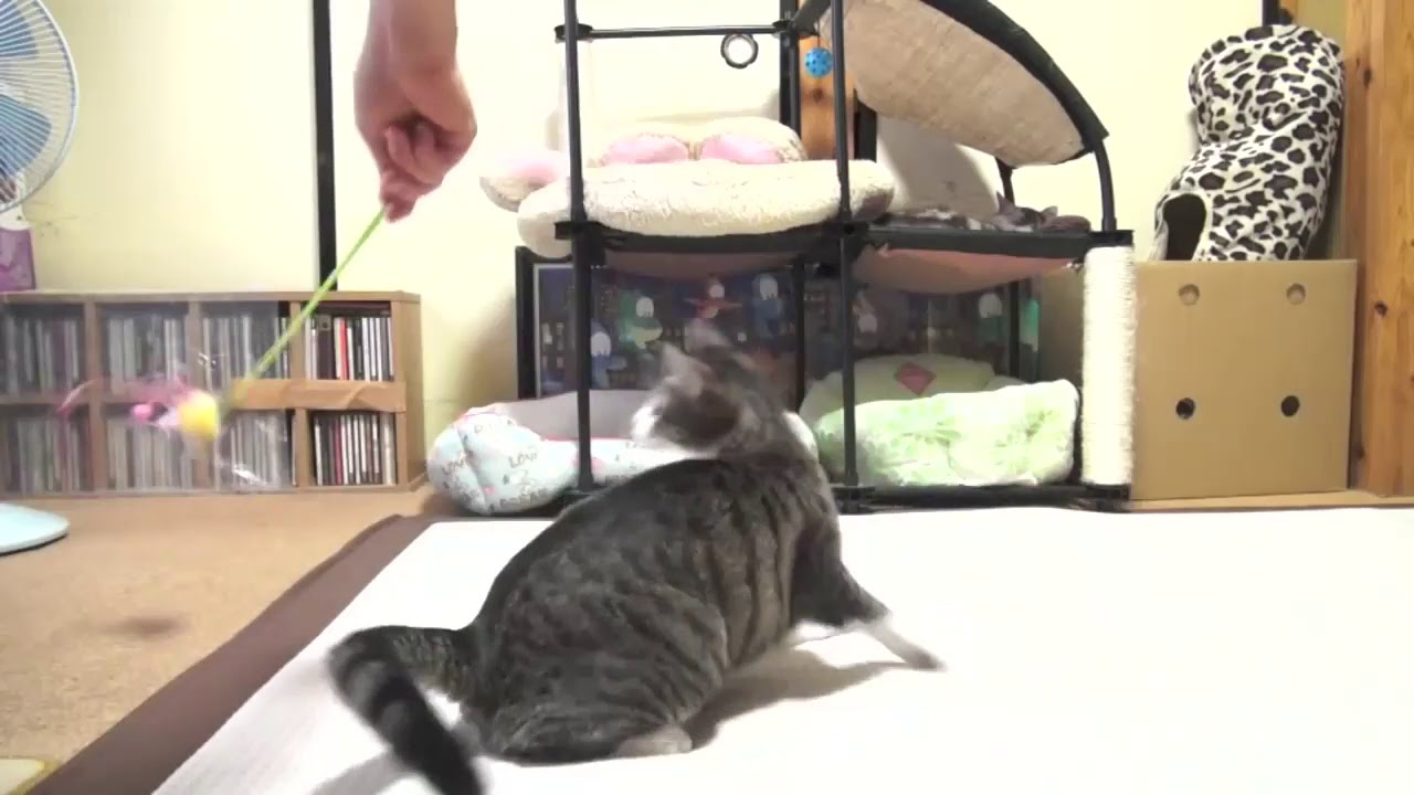 philgelable, cat spinning around fast - YouTube