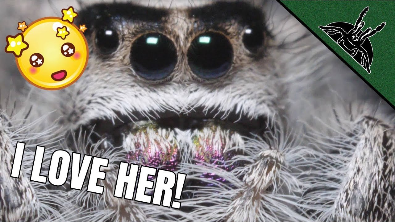 CUTE Jumping SPIDER + Scorpions - YouTube