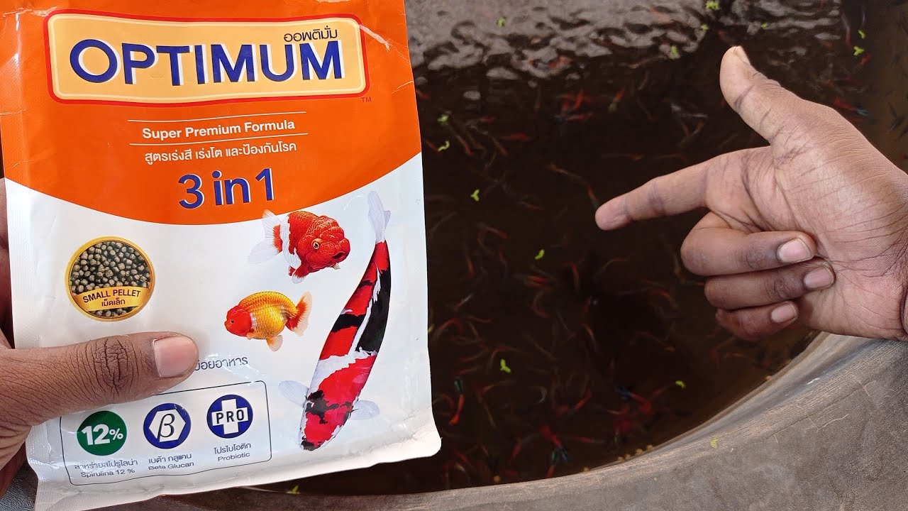 3 in 1 Optimum fish food for all kind of fish : Honest review - YouTube