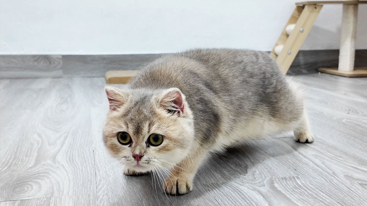 The world's most dangerous kittens - YouTube