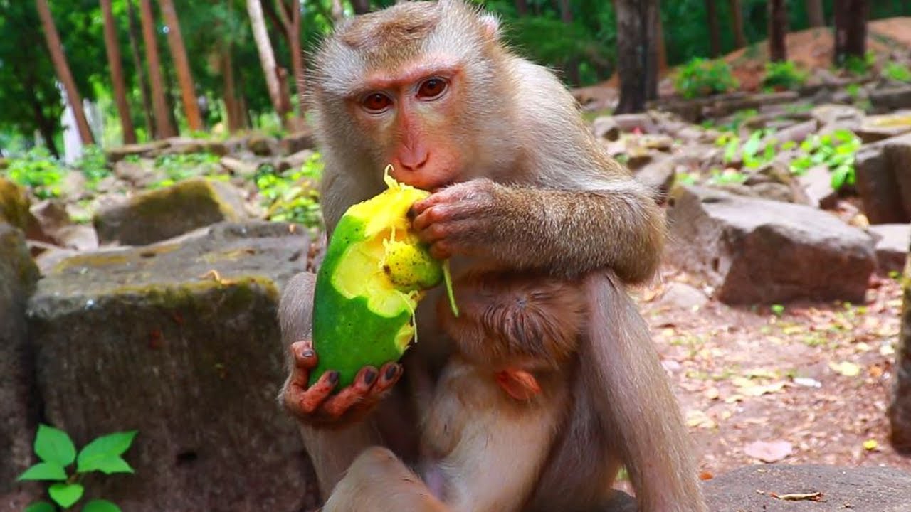 Mili Eating Mango While Baby Moly Nursing |The monkeys - YouTube