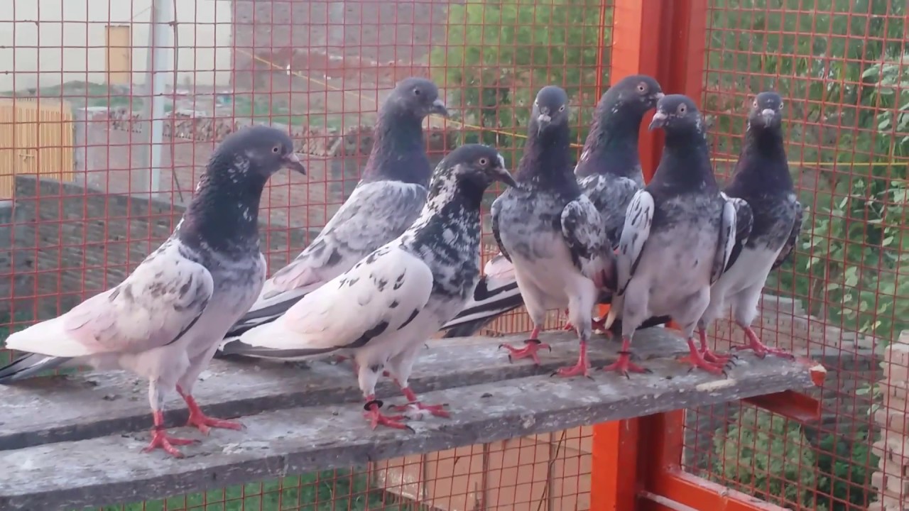 Pigeons of malik zahir bider marjan - YouTube