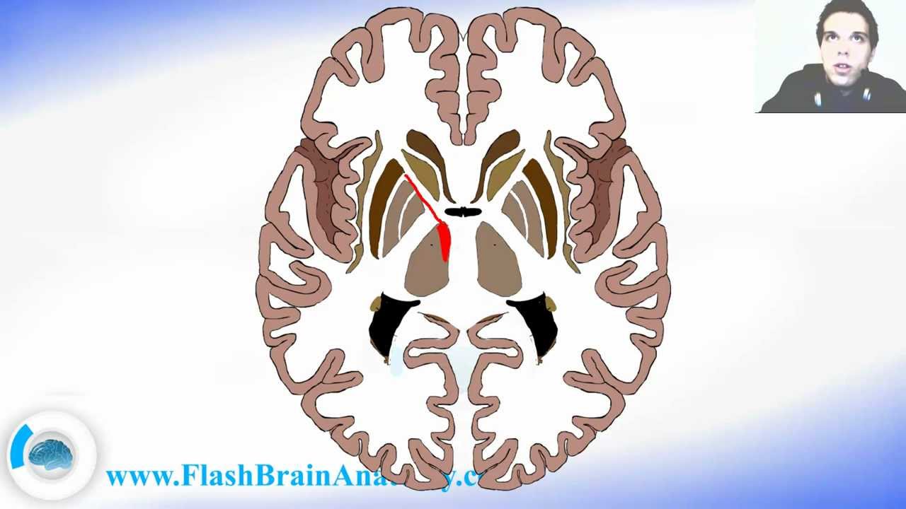 Horizontal Slice Of the Brain - YouTube
