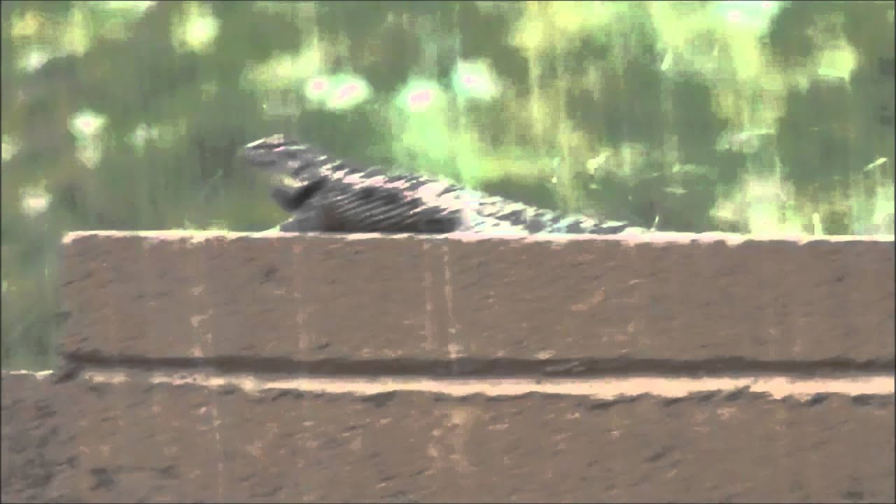 LIZARD TAKING A SHOWER during desert rainstorm - YouTube
