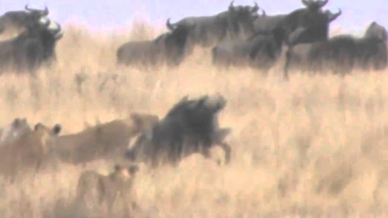 lions hunt wildebeest - YouTube