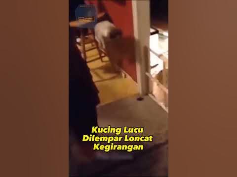 Kucing Lucu Dilempar Loncat Kegirangan - YouTube