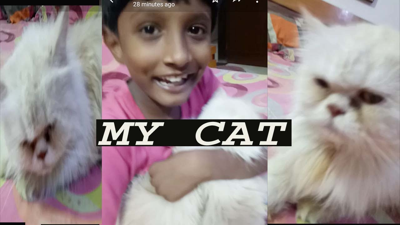 My cat _ cute cat _ my pet - YouTube