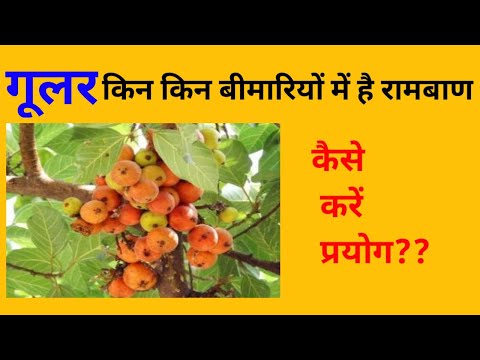 गूलर के अद्भुत फायदे | Gular ka ped | gular ke fayde | Gular tree | Gular ka phool |Ficus racemosa