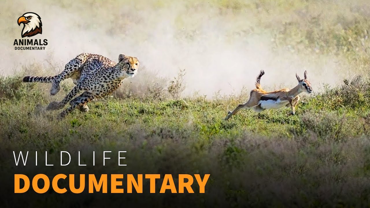 When Prey Outsmart the Deadliest Predators | Wildlife Documentary - YouTube