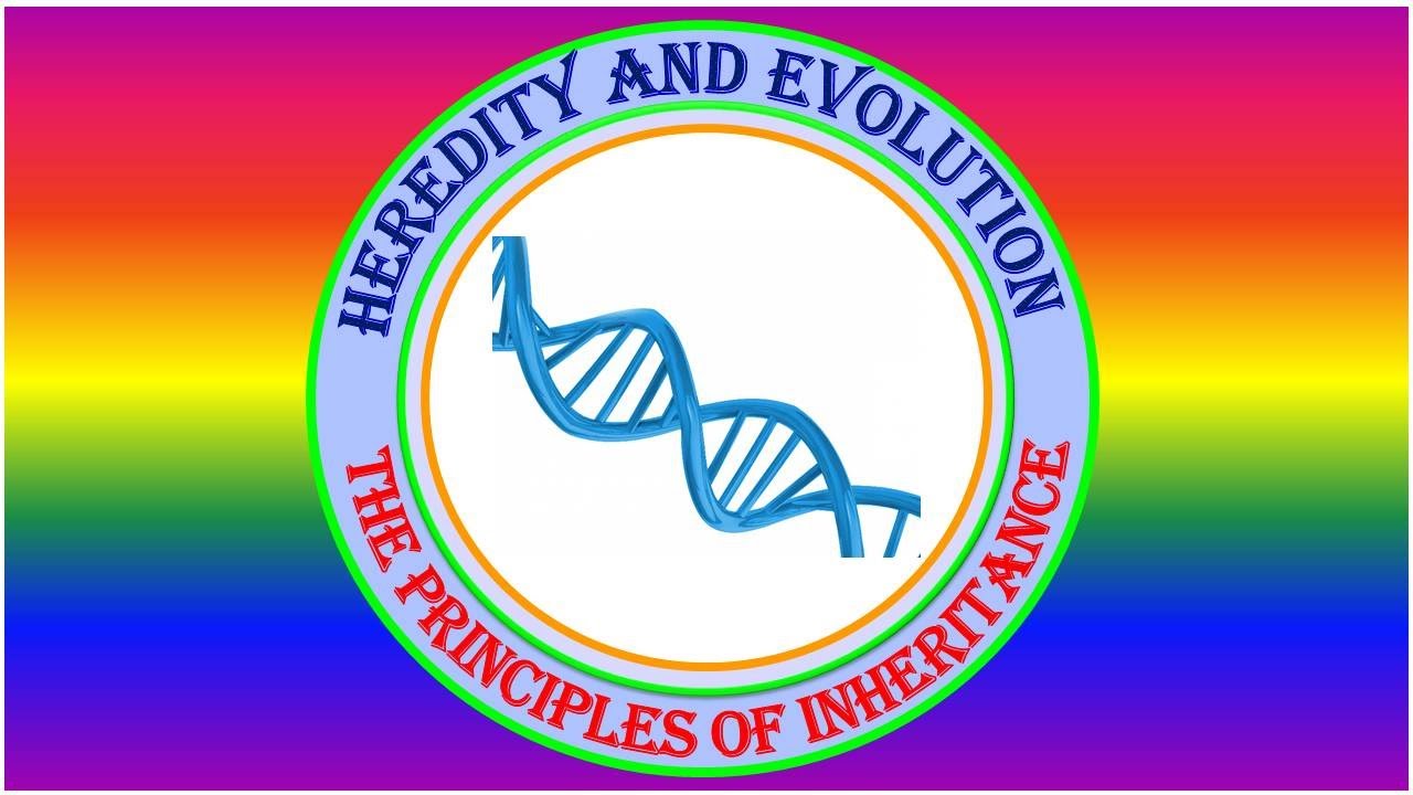 Principles of Inheritance Animation - YouTube