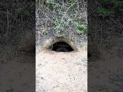 Meet the real mayor of Chatom, AL: a gopher turtle with a flair for the ...