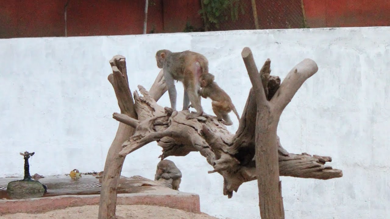Baby monkey playing his mother in Wildlife Zoo | Gwalior Zoo - YouTube