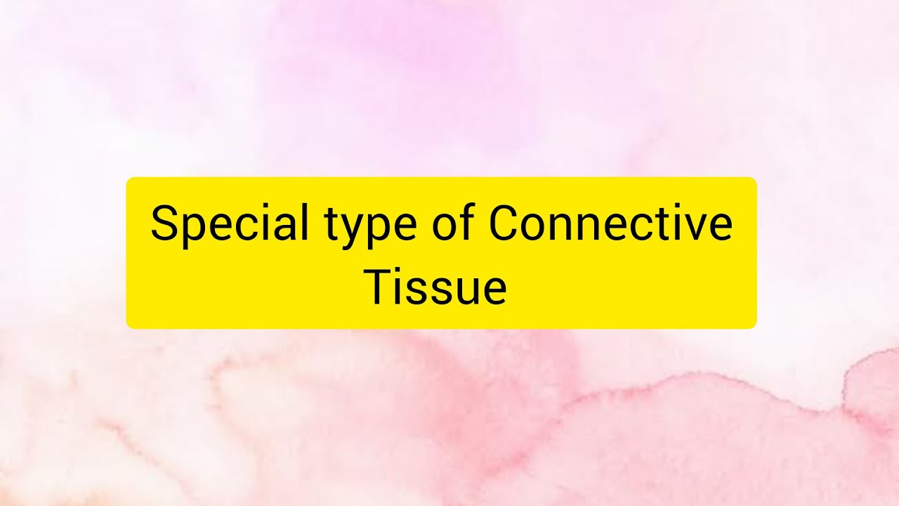 39-special-types-of-connective-tissue-physiology-youtube