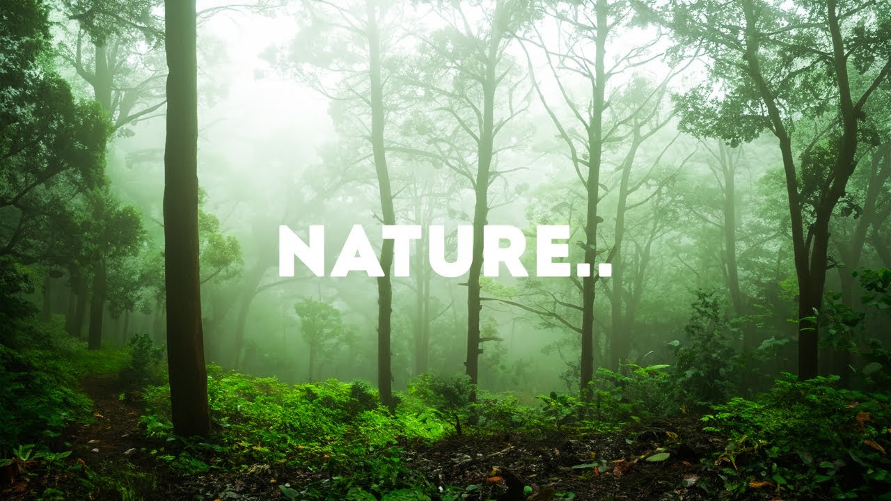 2 Hours of Relaxing Chill Lofi Beats 🌿 Nature & Forest Ambience - YouTube