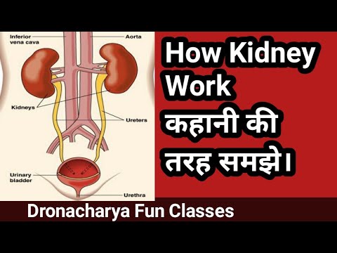Kidney Working # Excretion in Human Being # Class 10th Biology. - YouTube