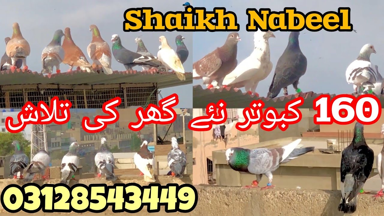 03128543449 | Shaikh Nabeel v/s Sindhi | 160 Gola pigeon | kabutar khud check kar,,columbidae ...
