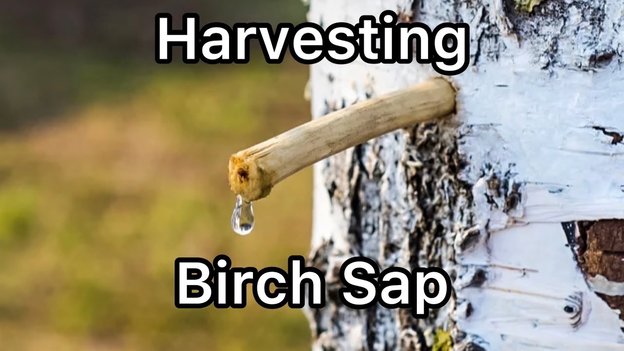Harvesting Sap From Birch Trees! - YouTube