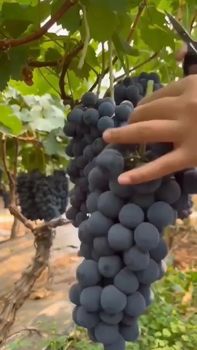 Big grapes farming. #grapefruit #wine #grapeharvest #satisfying #fruit #coolgrape #vairalvideo ...