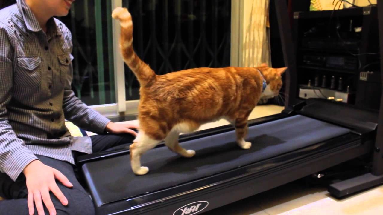 Lazy Cat works out on Treadmill - YouTube