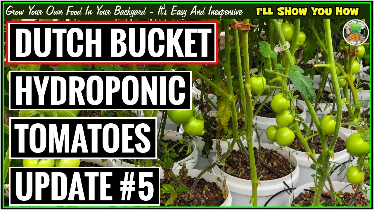 Dutch Bucket Hydroponic Tomatoes - Update #5 - YouTube