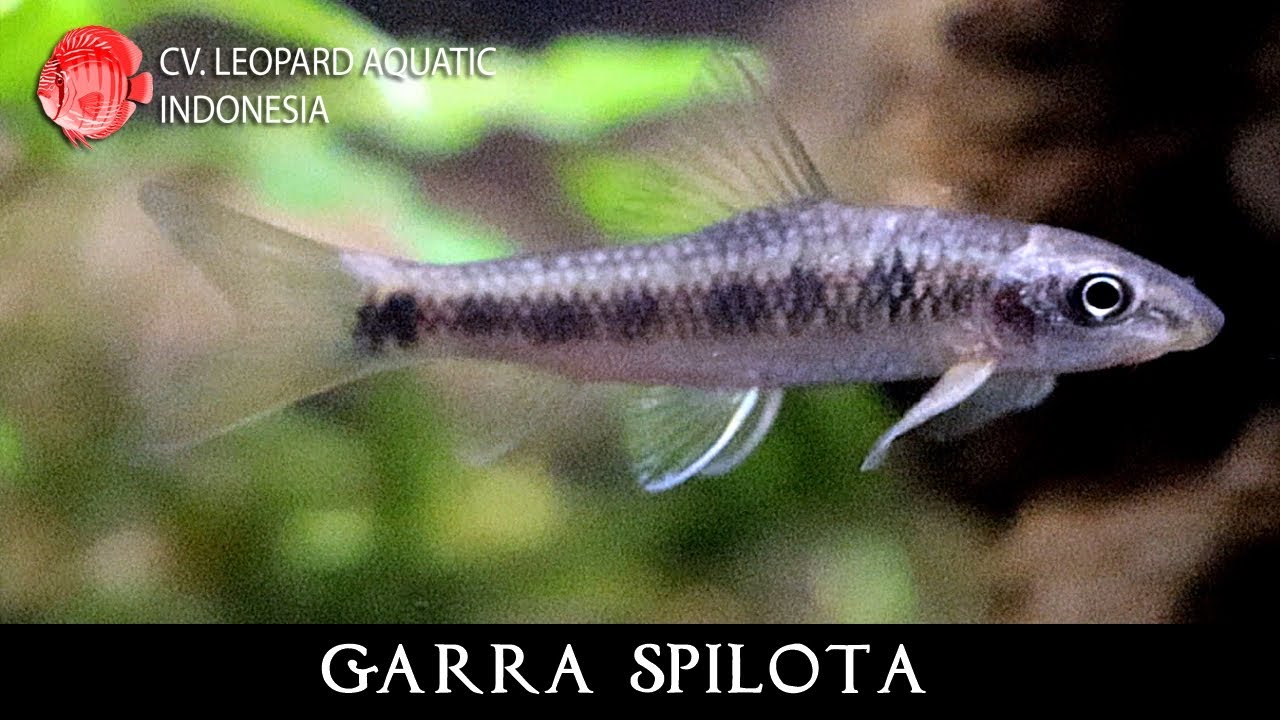 Garra spilota. The SPOTTED beauty from Myanmar. (Leopard Aquatic H023A ...