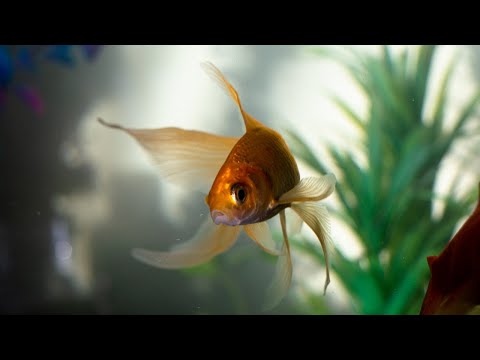 Best Nature WhatsApp Status Video 30 Seconds| Nature Love Song Background 2021|4k