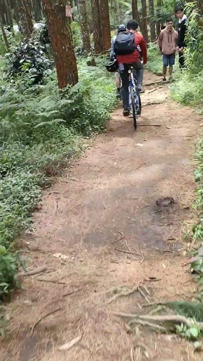 Gowes Blusukan Di Hutan Pinus Curug Layung 🚴🤩 - YouTube