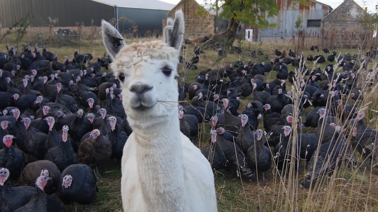 Scottish farmer hires Alpacas to protect his turkeys for Christmas ...