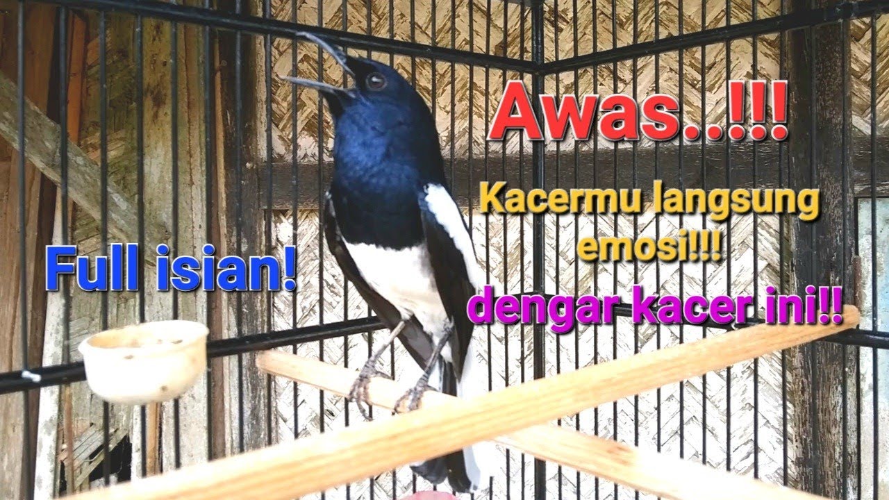 Kacer gacor dor bukor full isian - YouTube