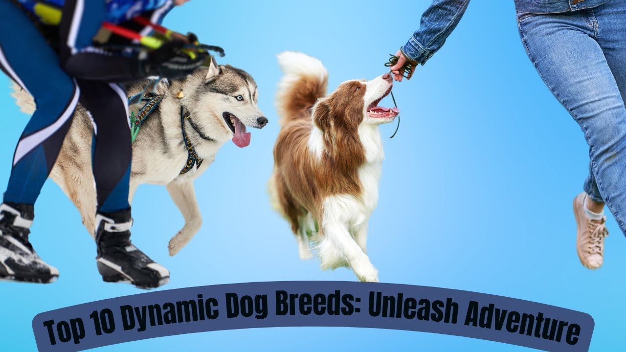🐾 Dynamic Dogs: Unleashing Adventure! 🌟 #ActivePaws #EnergeticCanines ...