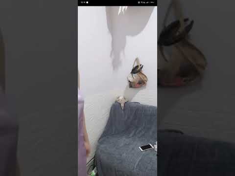 Bigo live hot no bra goyang ebot