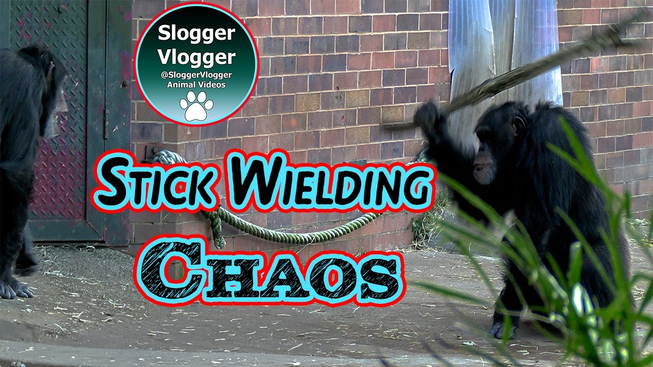 Chaos Erupts When Chimpanzee Carlos Wields a Log - YouTube