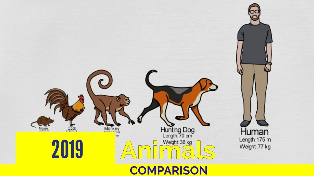 Animals Size Comparison - YouTube