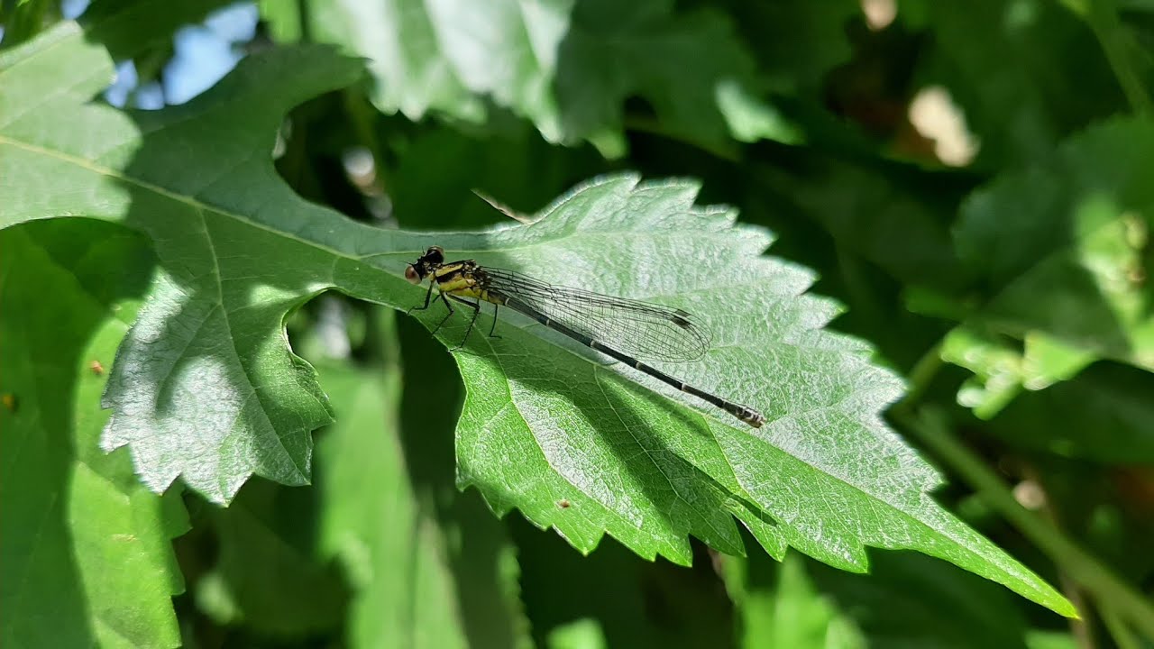 Dragon fly on white mulberry tree 😍 - YouTube