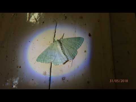 Der Ginster-Grünspanner (Pseudoterpna pruinata), auch Blaßgrüner Ginsterheidenspanner genannt