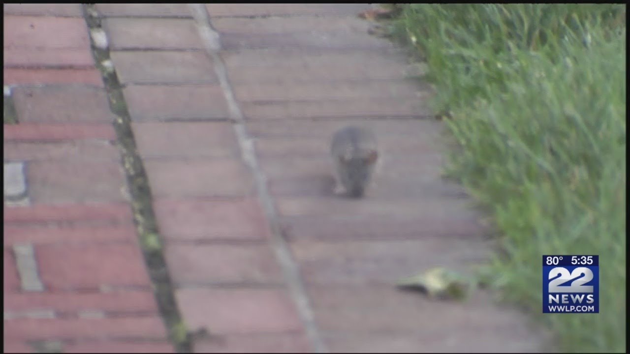 Rats spotted scurrying around Court Square in Springfield - YouTube