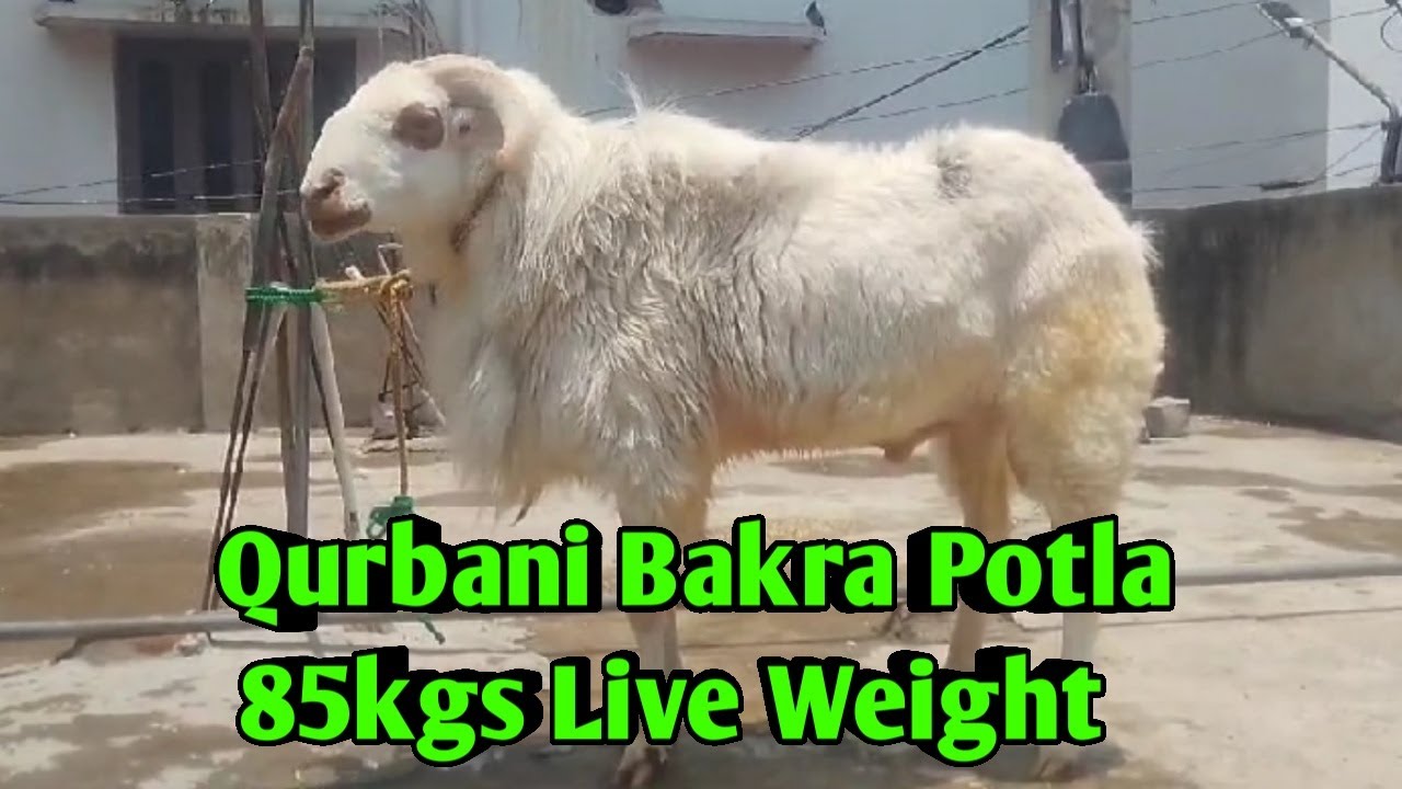 QURBANI BAKRA 9963881557 BIGGEST BAKRA POTTELU FOR AVAILABLE - YouTube